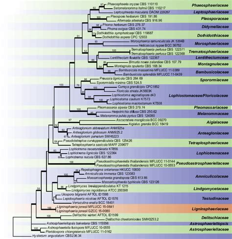 raxml tree based on lsu sequences alignment ml bootstrap proportion