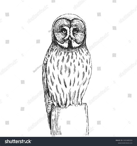 Great Grey Owl Drawing