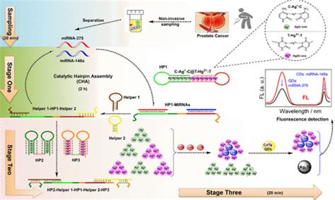 Nanoarchitectonics Assisted Simultaneous Fluorescence Detection Of Urinary Dual Mirnas For