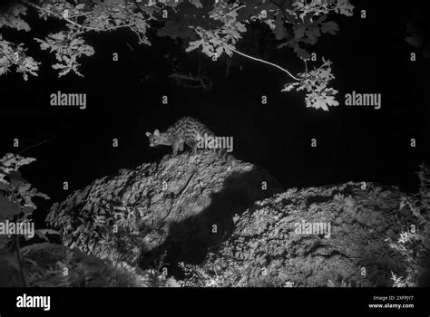 Piccola Genetta Spotted Genetta Genetta Foto E Immagini Stock In Bianco E Nero Alamy