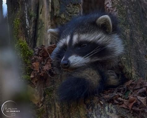 Raccoon In A Snag Rwildlifephotography