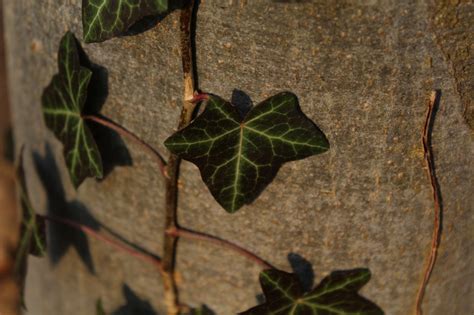 Leaves Beauty In Nature Selective Focus Day Fragility Leaf Vein Outdoors Log Bark