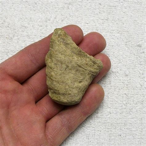 Cephalopod Fossil Id The Fossil Forum