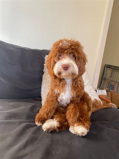 Our Mommas Old Brooklyn Cockapoos