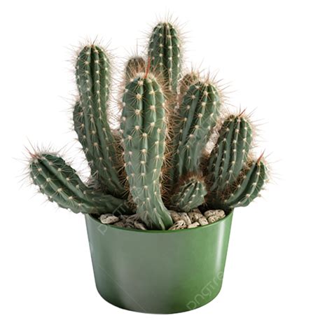 선인장 돌 화분 녹색 초록색 그린 Png 일러스트 및 이미지 에 대한 무료 다운로드 Pngtree