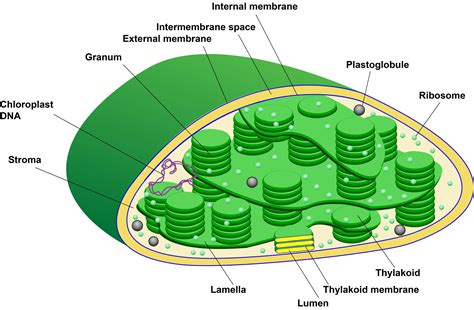 Plastids Definition Classification Structure Functions 52 OFF