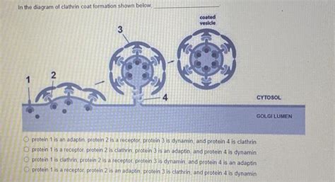 Solved In The Diagram Of Clathrin Coat Formation Shown