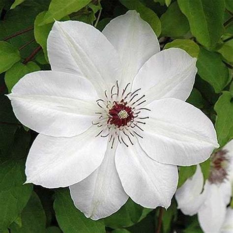 Clematis Fuyu-No-Tabi (клематис Фую-Но-Таби)