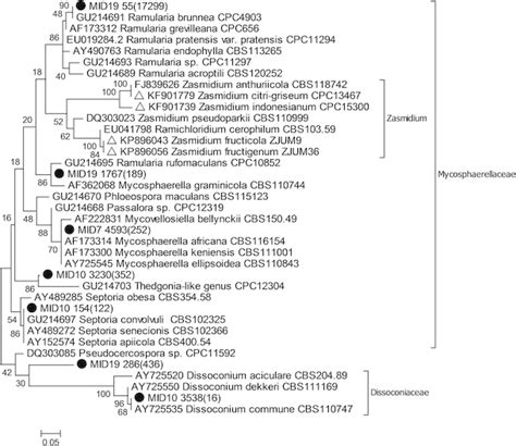 Phylogenetic Trees Built Using Unique Representative Of Sequence Types Download Scientific