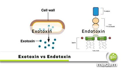 Difference Between Exotoxin And Endotoxin Biomadam