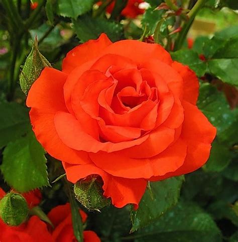 ვარდის ყველაზე ლამაზი ჯიშები