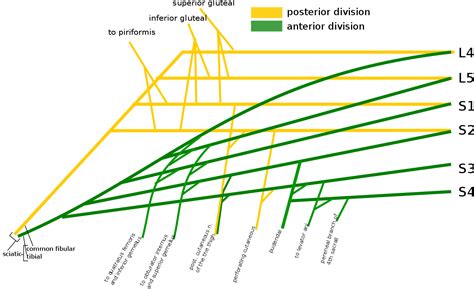 Lumbosacral Plexus Simplified Epomedicine