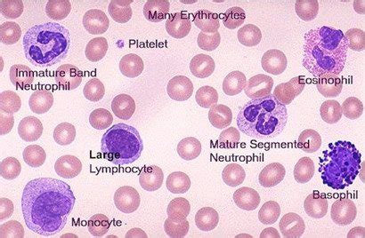 Blood Smear Histology Labeled Hot Sex Picture