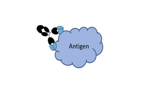 Micro Midterm Flashcards Quizlet