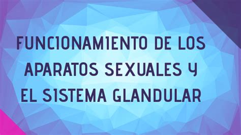 El Sistema Glandular Y La Relaci N Con Los Rganos Sexuales