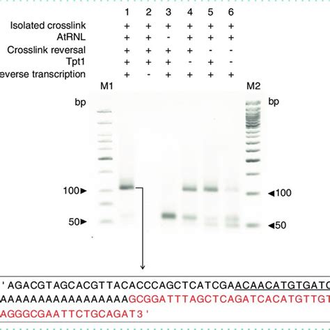 Detection Of Mrnasrna Interaction By Reverse Transcription Cdna