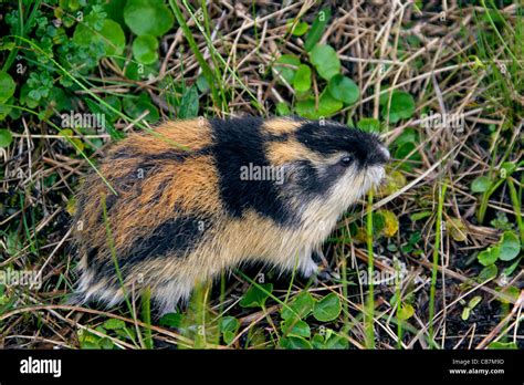 Lemming Tundra Norwegian Lemming Lemmus Lemmus Hiding Among The