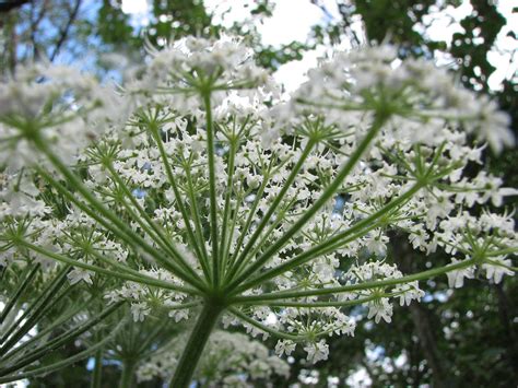 Cow Parsnip Sparrowhawk Native Plants