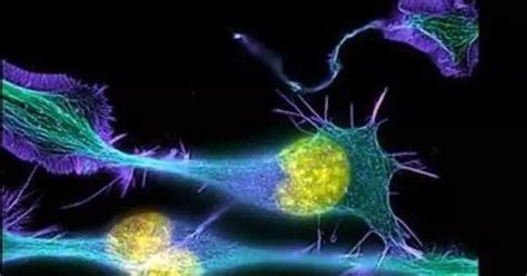 How Sophisticated Optical Tweezers Transformed Cell Manipulation Qs Papers