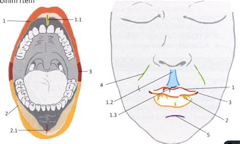 Labia Oris Diagram Quizlet