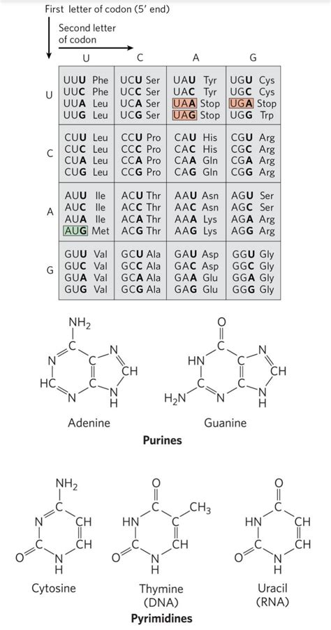 Solved 3a) Given this DNA coding strand, fill out in the | Chegg.com