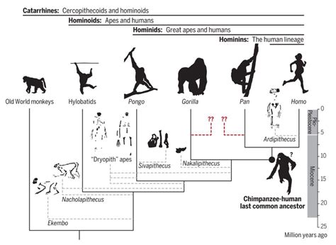Miocene Hominoids