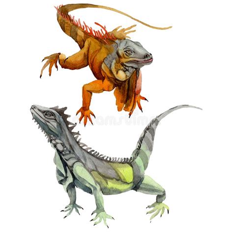 Exotic Iguana In A Watercolor Style Isolated Stock Illustration Illustration Of Drawn