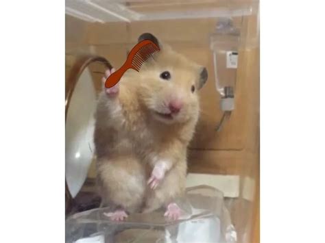 Nh Hamster Meme D Th Ng V H I H C Nh T B N Ph I Xem