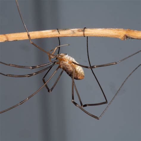 Spiders Spud Pest Control