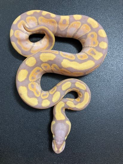 Banana 66 Het Tri Stripe Ball Python By Got Balls And Geckos