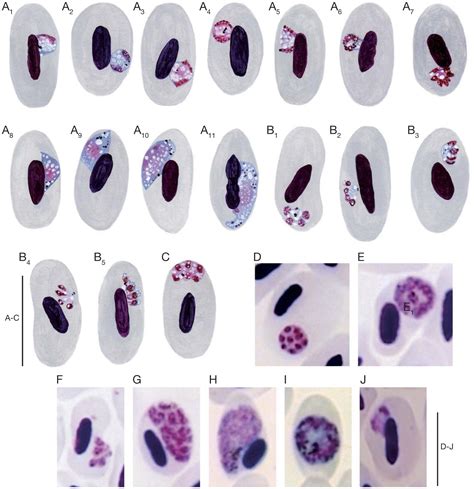 Plasmodium Apicomplexa Of The Skylark Alauda Arvensis