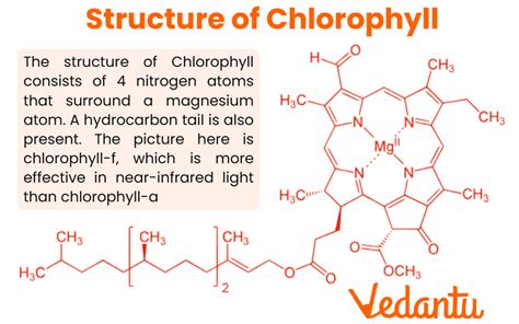 Chlorophyll Structure Key Diagrams Formula And Differences