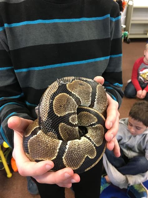 Scar The Ball Python Kansas City Natural World Ball Python