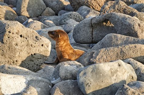 갈라파고스 바다 사자 잘로푸스 울레백기 가장 작은 바다 사자 종 갈라파고스 제도 에콰도르 남미의 모래 해변에 있는 따뜻한 햇살에
