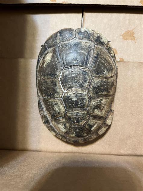 Need Help With Treating What Seems Like Shell Rotinfection On An