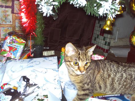 Sophie S New Kitten Criminal Minds Fans Photo Fanpop