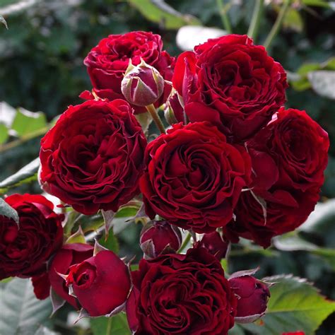How To Tell The Difference Between Red Roses And Hybrid Red Roses At Hayley Hood Blog