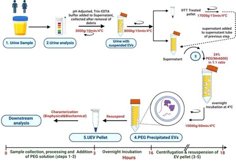 revolutionizing exosome research the need for scalable and cost effective isolation protocols