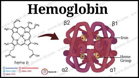 Hemoglobin Structure Types Roles And Related Disorders