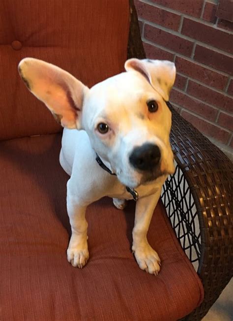 Why Does Only One Ear Work Album On Imgur