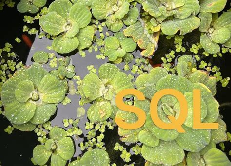 Sql关键字解析顺序详解 知乎