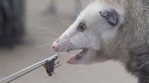 වැලන්ටයින් දින පළිගැනීම හිටපු පෙම්වතාගේ නමින් කැරපොත්තෙකු නම් කරන්න අලුත්ම වැලන්ටයින් තෑග්ගක්