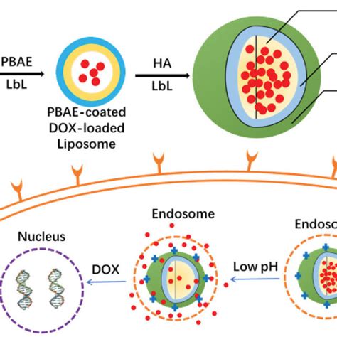 Schematic Illustration Of Preparation Process Of Lbl Dox Loaded Nps And Download Scientific