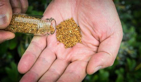 Gm Plant Grows Insect Sex Pheromones As Alternative To Crop Pesticides