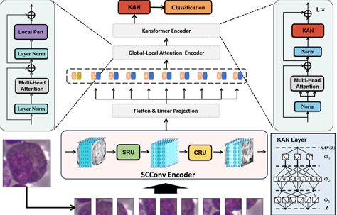 Sckansformer Fine Grained Classification Of Bone Marrow Cells Via Kansformer Backbone And