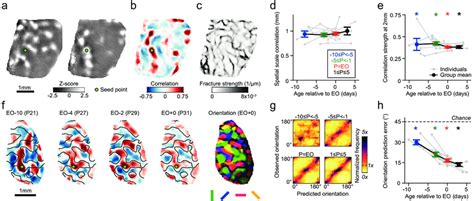Early Spontaneous Activity Exhibits Long Range Correlations And Download Scientific Diagram