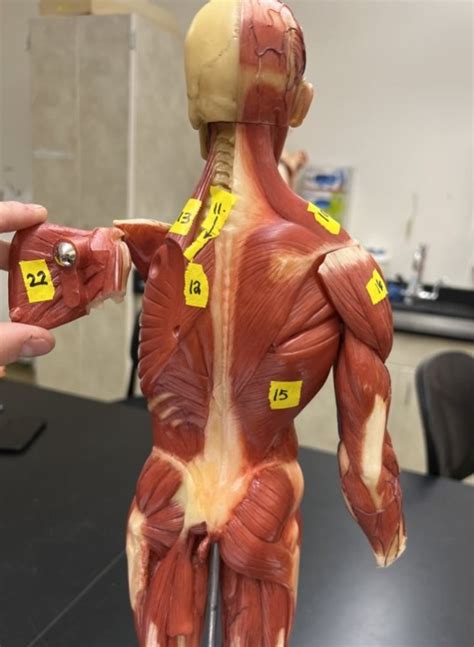 Trunk Diagram Quizlet