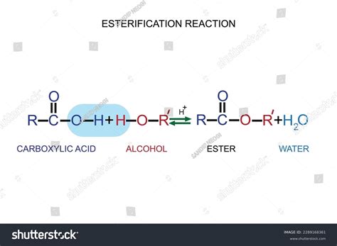 Ester Molecule