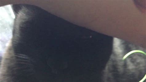 My Cute Cat Pookie Youtube