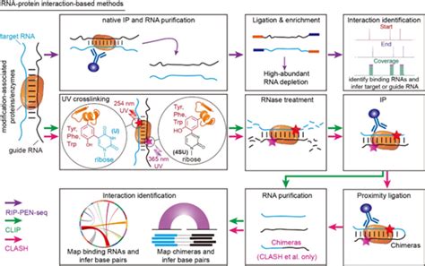 我院杨建华屈良鹄团队受邀在accounts Of Chemical Research发表rna指导 Rna修饰的综述论文 中山大学生命科学学院